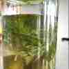 Dill Pickle Vodka - In 5 Minutes. Insanely Easy. SO good.