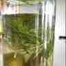 Dill Pickle Vodka - In 5 Minutes. Insanely Easy. SO good.